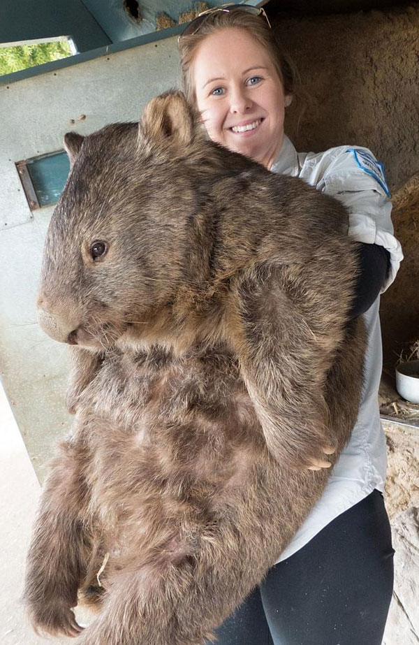 Meet Patrick, the World's Oldest and Largest Living Wombat - TwistedSifter