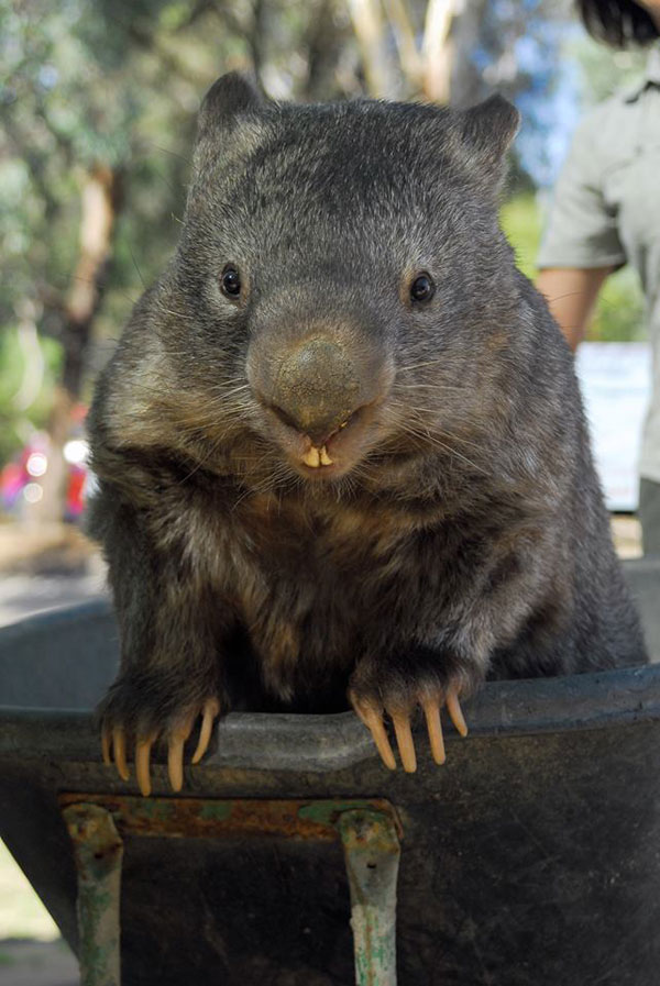 Meet Patrick, the World's Oldest and Largest Living Wombat - TwistedSifter