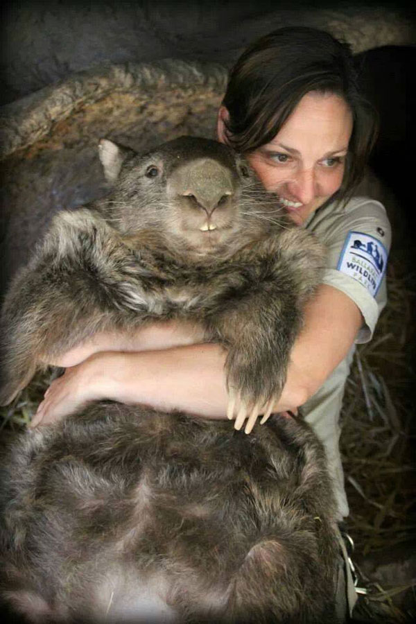 Meet Patrick, the World's Oldest and Largest Living Wombat - TwistedSifter