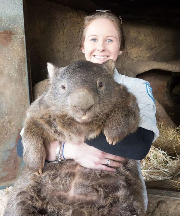 Meet Patrick, the World’s Oldest and Largest Living Wombat » TwistedSifter