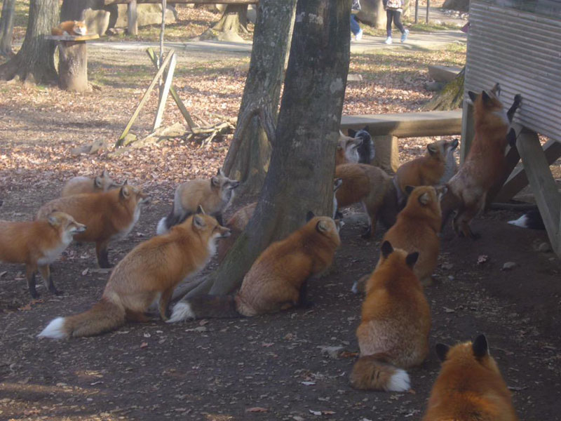 So Apparently There's a Fox Sanctuary in Japan - TwistedSifter