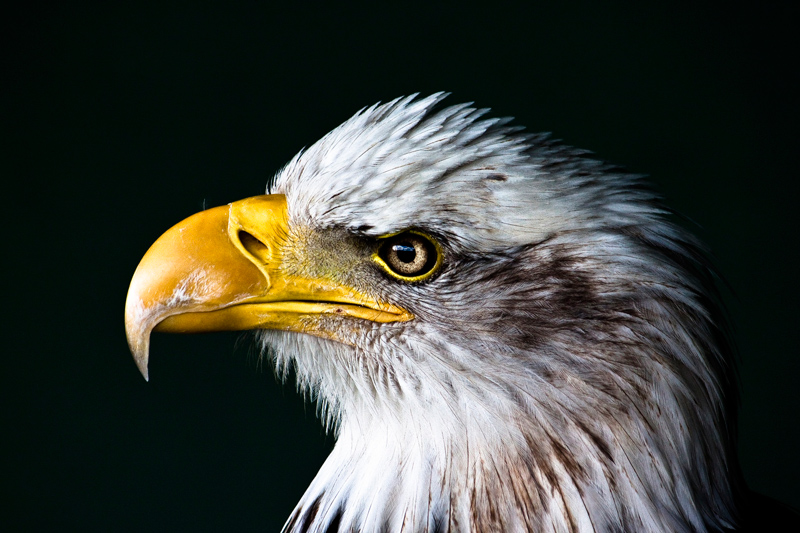 Picture of the Day: Portrait of an Eagle » TwistedSifter