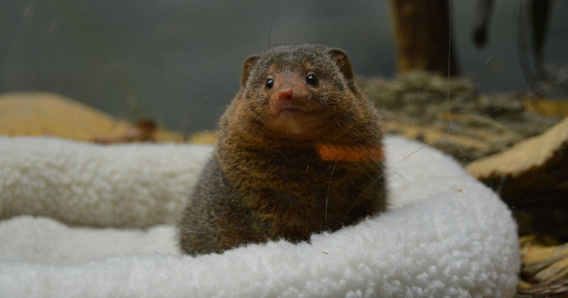 Picture of the Day: Just a Dwarf Mongoose - TwistedSifter