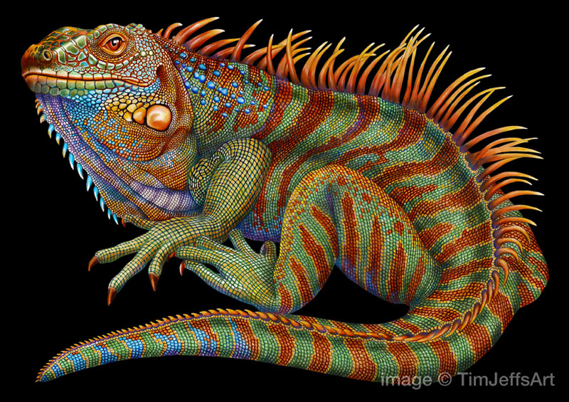 Tim Jeffs Draws Incredibly Detailed Lizards Using Pencil Crayons » TwistedSifter
