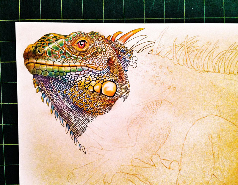 Tim Jeffs Draws Incredibly Detailed Lizards Using Pencil Crayons » TwistedSifter