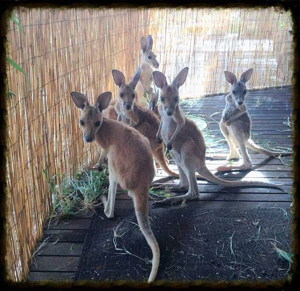 A Sanctuary for Orphaned Kangaroos Whose Mothers Have Been Hit by Cars ...