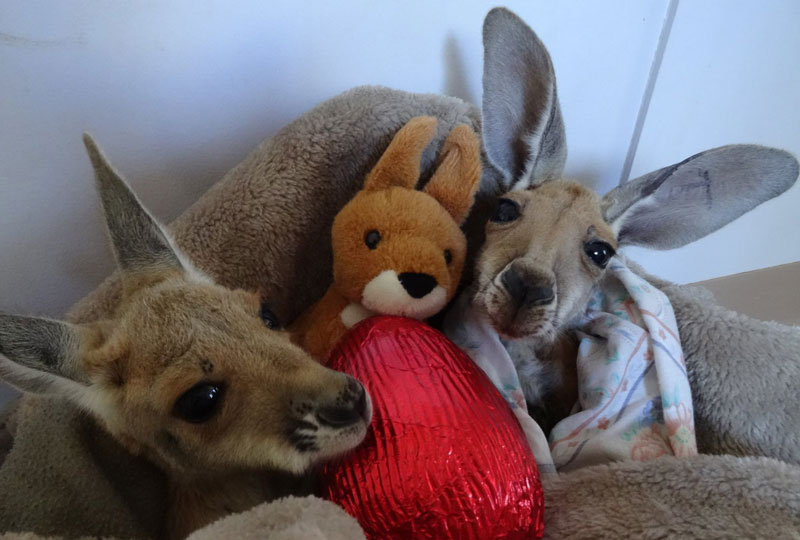 A Sanctuary for Orphaned Kangaroos Whose Mothers Have Been Hit by Cars ...