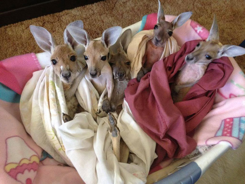 A Sanctuary for Orphaned Kangaroos Whose Mothers Have Been Hit by Cars ...