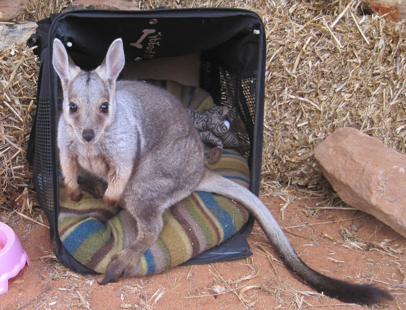 A Sanctuary for Orphaned Kangaroos Whose Mothers Have Been Hit by Cars ...