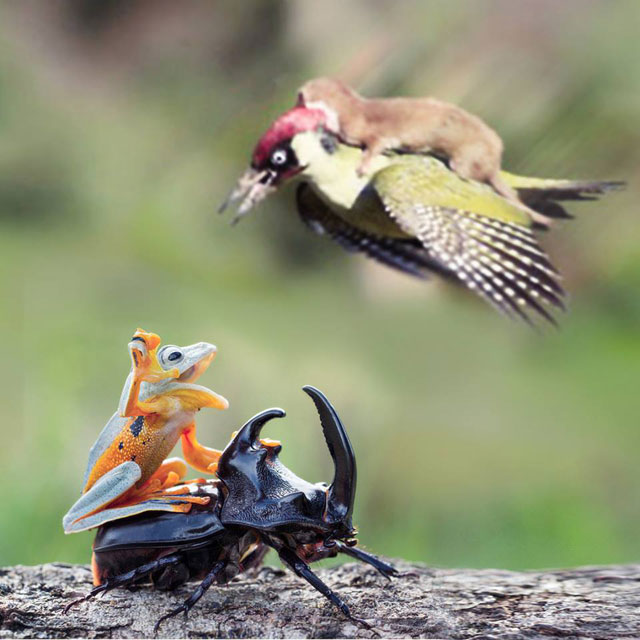 The Internet is Having a Field Day with the Bird Riding Weasel ...