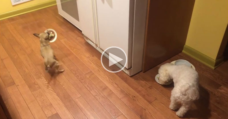 This Dog Hates to Eat Alone » TwistedSifter