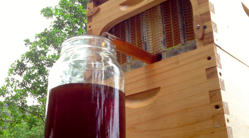 Revolutionary Beehive Invention Delivers Honey on Tap » TwistedSifter