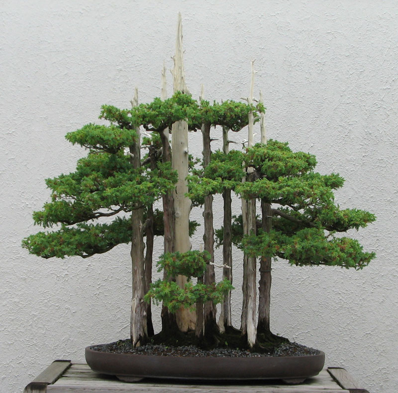 This Bonsai Master's Greatest Work of Art is a Loving Tribute to his ...