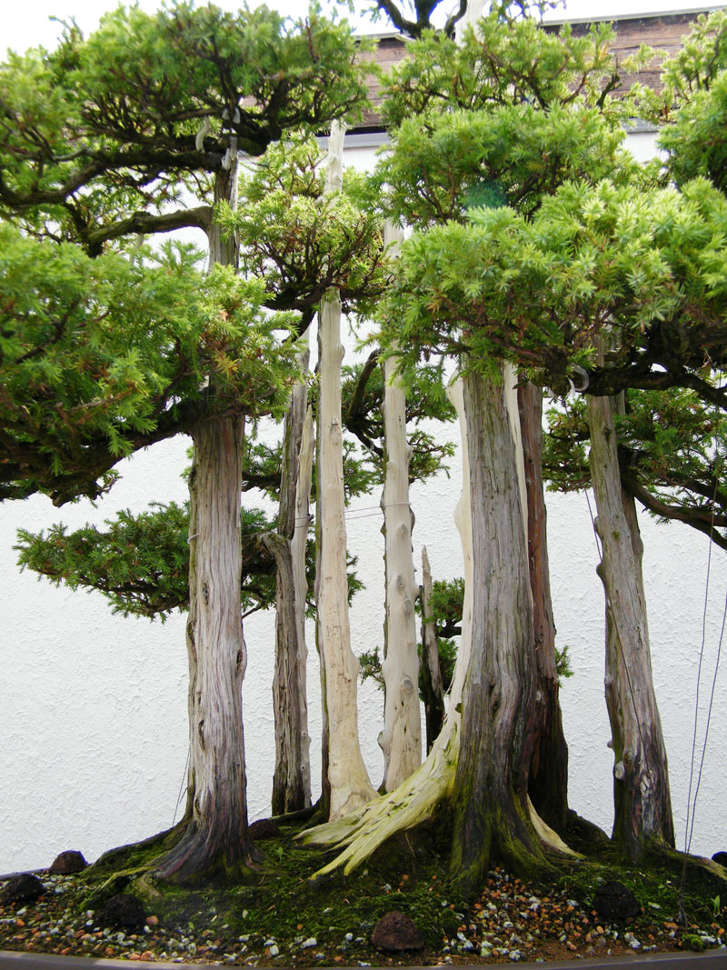 This Bonsai Master's Greatest Work of Art is a Loving Tribute to his ...