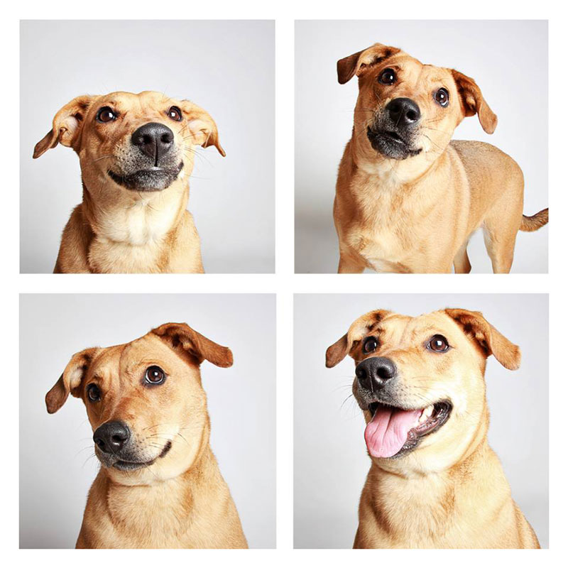This Photographer Does Photo Booths for Dogs to Increase Adoption and ...