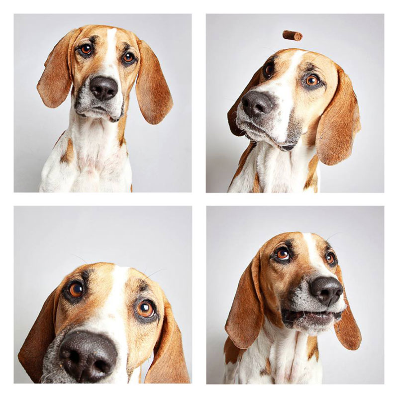 This Photographer Does Photo Booths for Dogs to Increase Adoption and ...