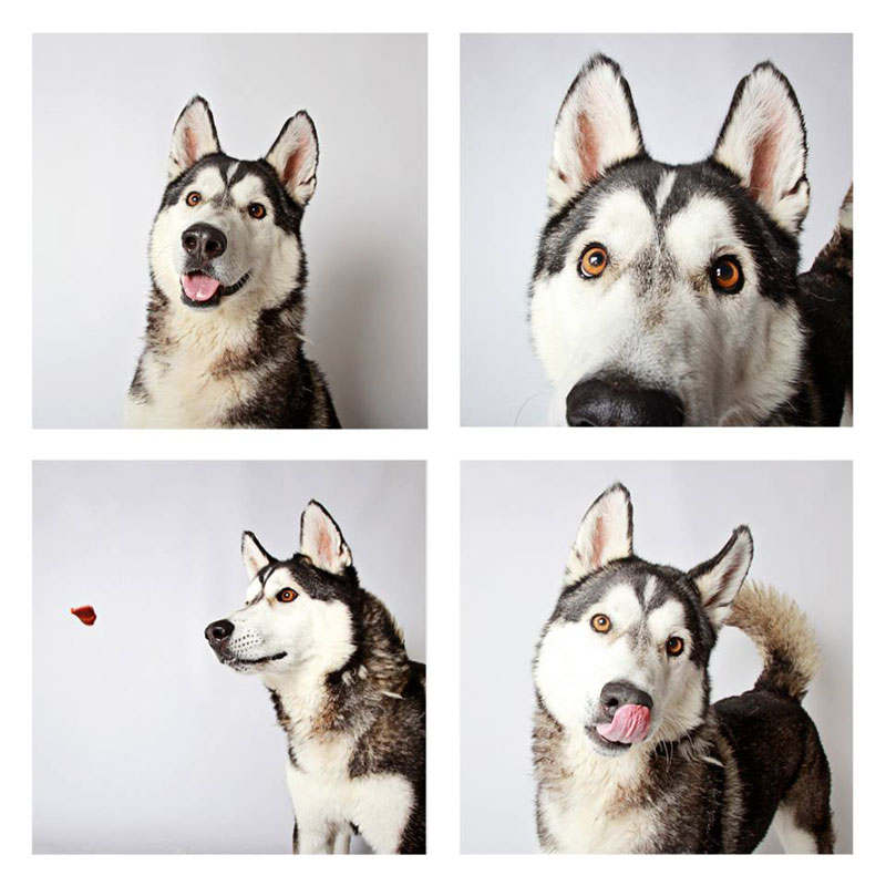 This Photographer Does Photo Booths for Dogs to Increase Adoption and ...
