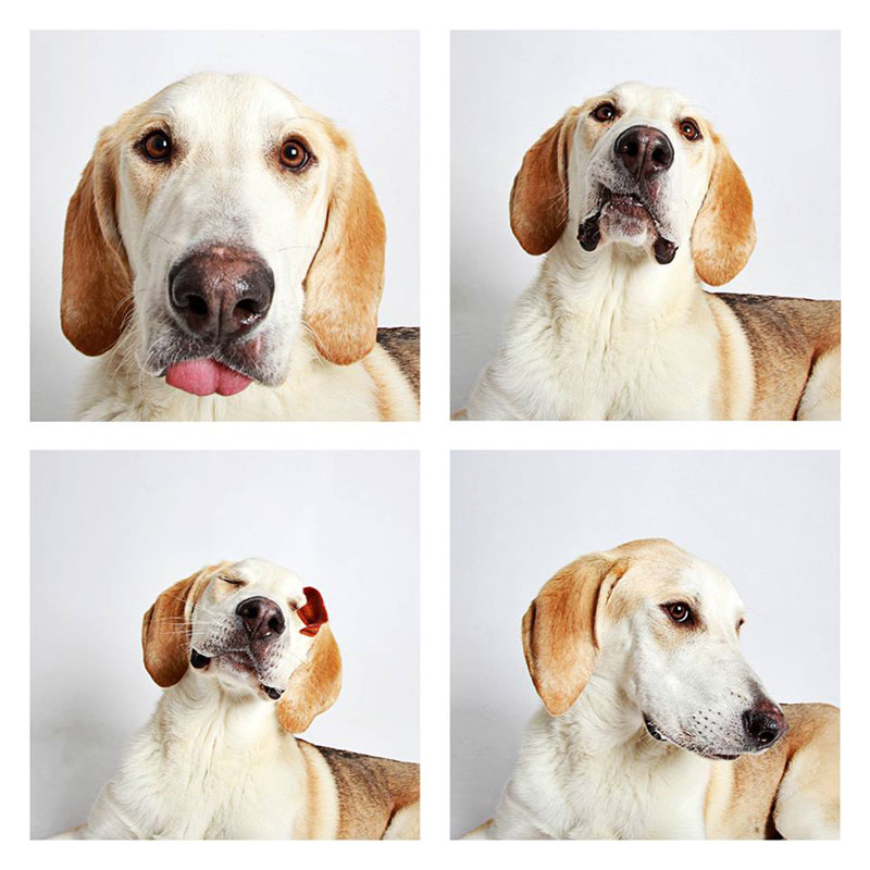 This Photographer Does Photo Booths for Dogs to Increase Adoption and ...