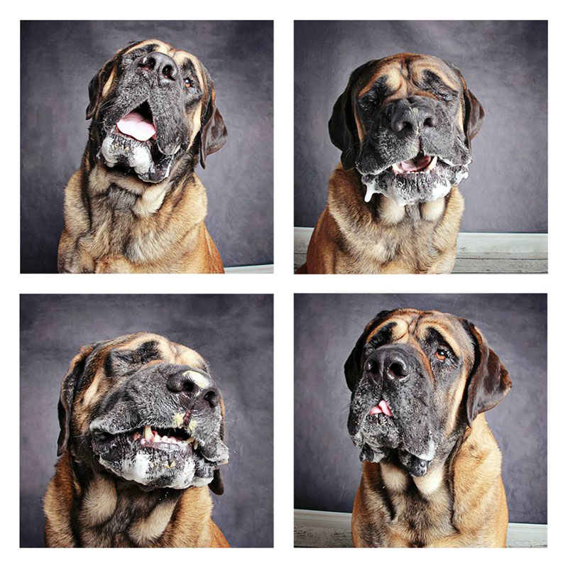 This Photographer Does Photo Booths for Dogs to Increase Adoption and ...