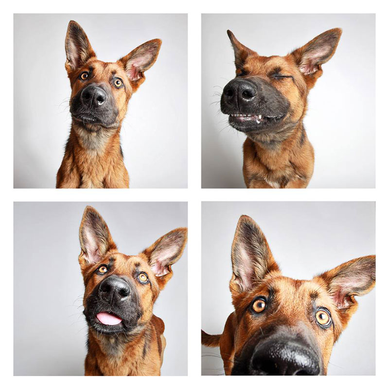 This Photographer Does Photo Booths for Dogs to Increase Adoption and ...