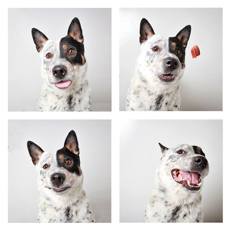 This Photographer Does Photo Booths for Dogs to Increase Adoption and ...