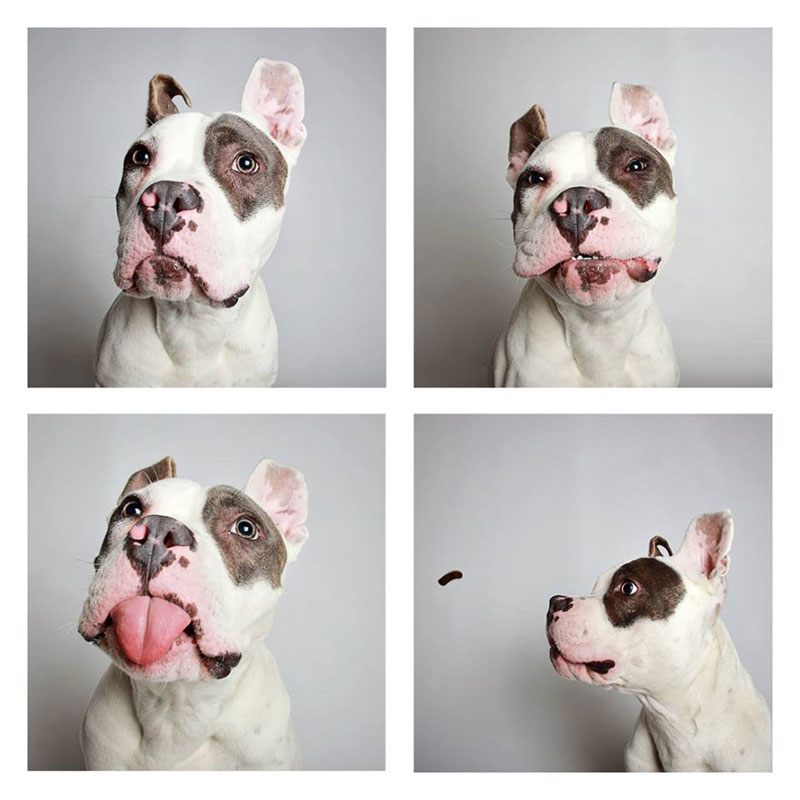 This Photographer Does Photo Booths for Dogs to Increase Adoption and ...