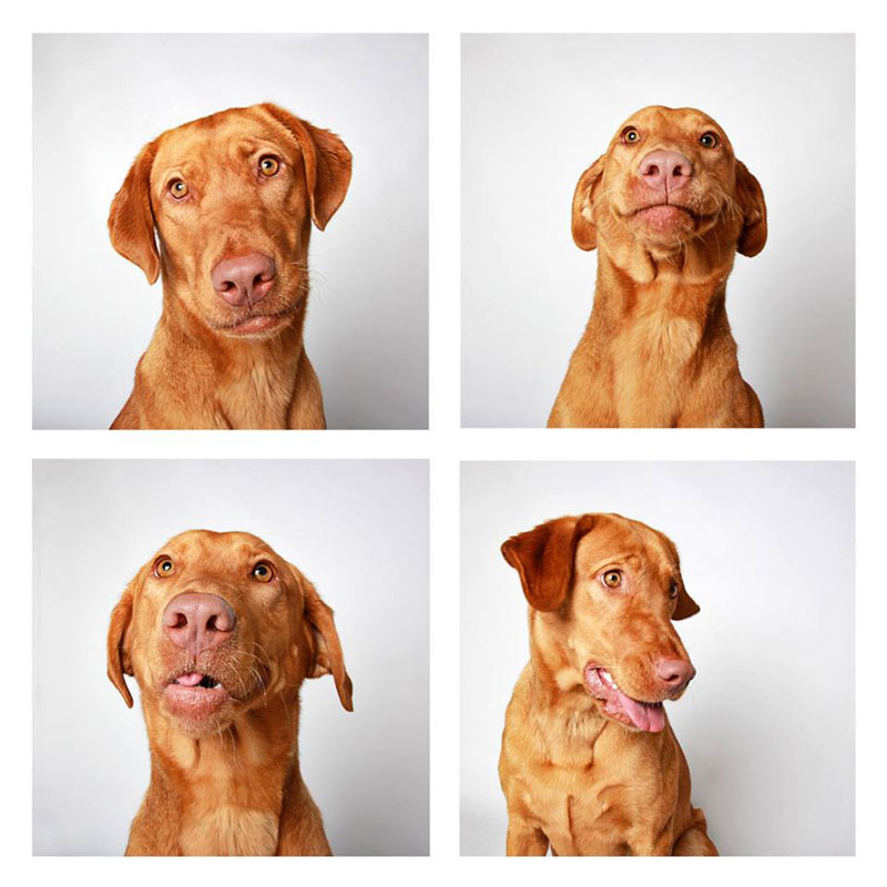 This Photographer Does Photo Booths for Dogs to Increase Adoption and ...