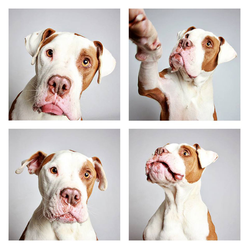 This Photographer Does Photo Booths for Dogs to Increase Adoption and ...