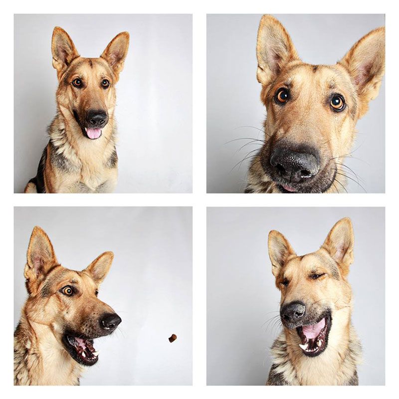 This Photographer Does Photo Booths for Dogs to Increase Adoption and ...