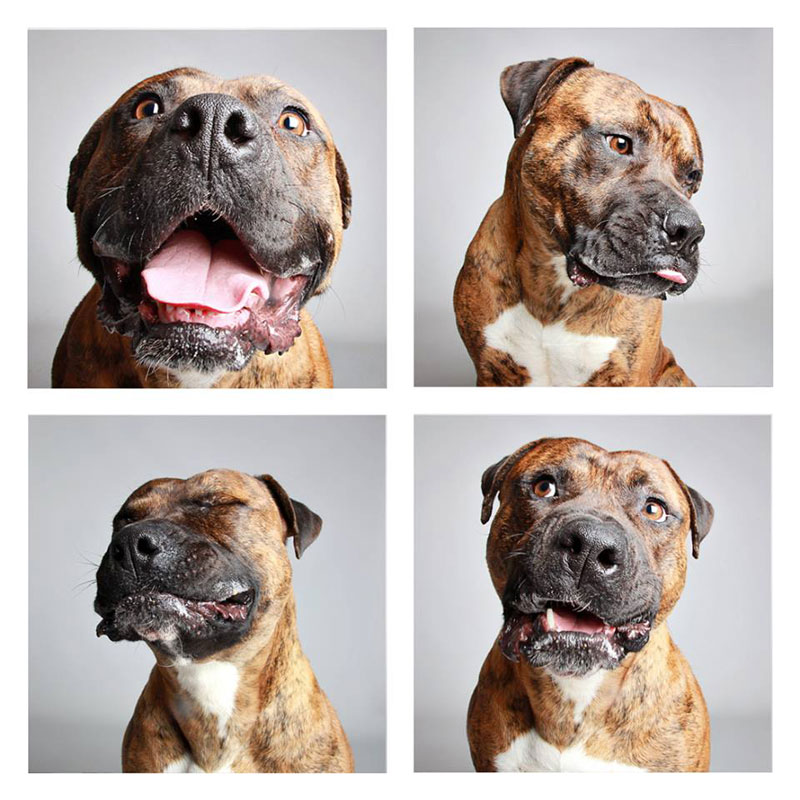 This Photographer Does Photo Booths for Dogs to Increase Adoption and ...