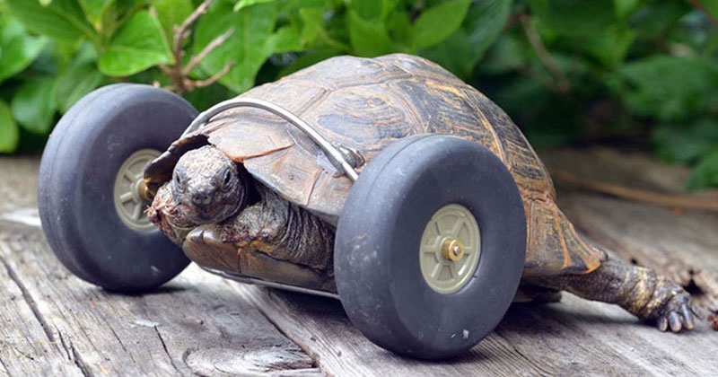This 90 Year Old Tortoise Lost Her Front Legs So Her Owner Got Her a ...