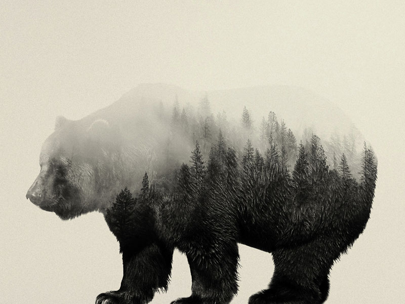 Double Exposure Portraits of Animals Reflecting Their Habitat ...