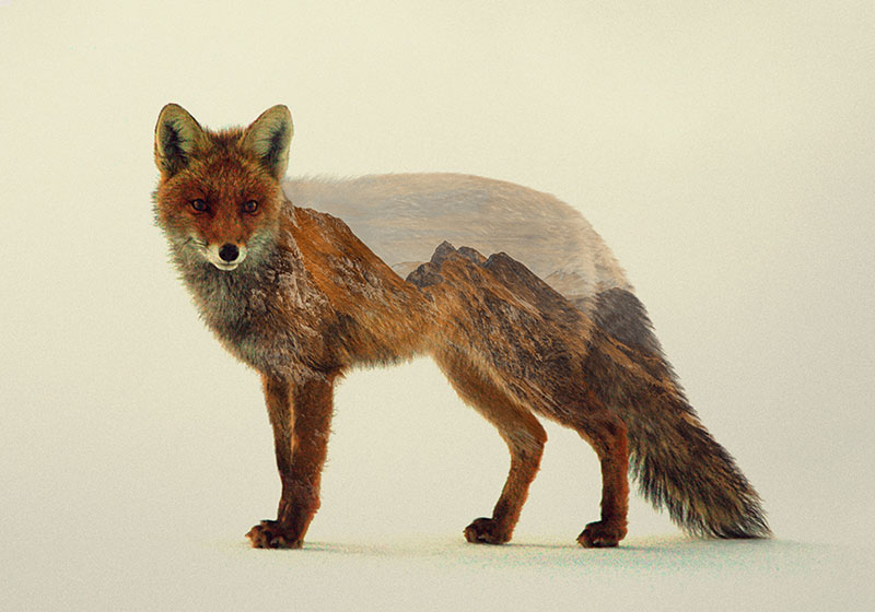 Double Exposure Portraits of Animals Reflecting Their Habitat ...