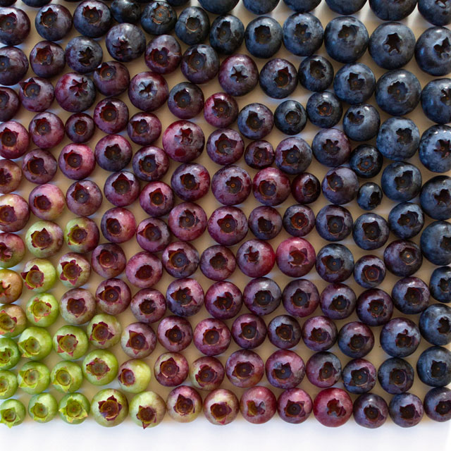 Food Gradients by Brittany Wright » TwistedSifter