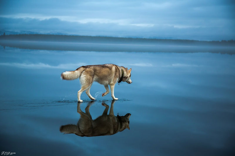 Husky Walks on Water After Heavy Rainfall Covers This Frozen Lake (10 ...