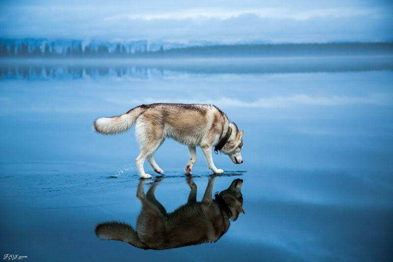 Husky Walks on Water After Heavy Rainfall Covers This Frozen Lake (10 ...