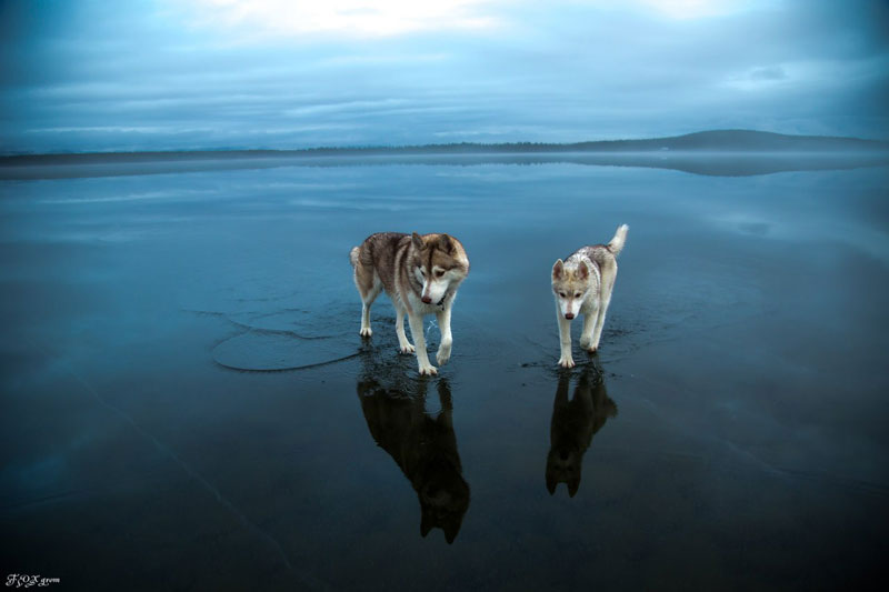Husky Walks on Water After Heavy Rainfall Covers This Frozen Lake (10 ...