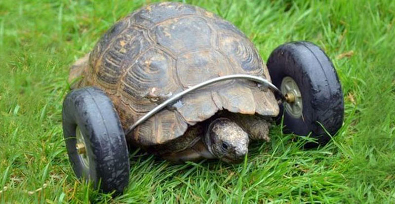 This 90 Year Old Tortoise Lost Her Front Legs So Her Owner Got Her a ...