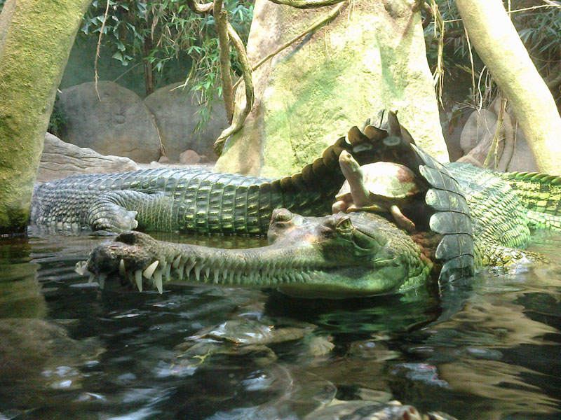 Picture of the Day: Just a Turtle Riding a Crocodile - TwistedSifter