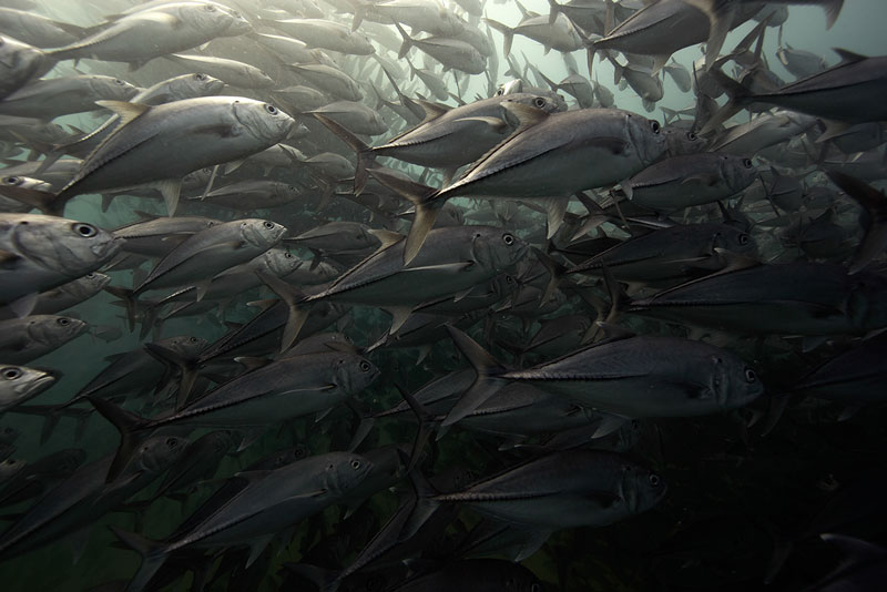 16 Breathtaking Underwater Animal Photos by Jorge Hauser » TwistedSifter
