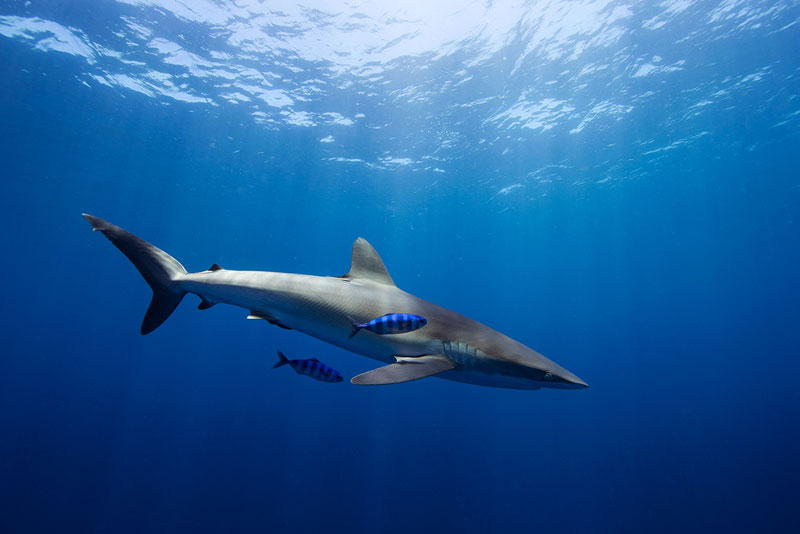 16 Breathtaking Underwater Animal Photos by Jorge Hauser » TwistedSifter