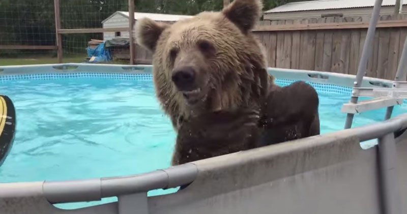 bear-swims-in-pool-video » TwistedSifter