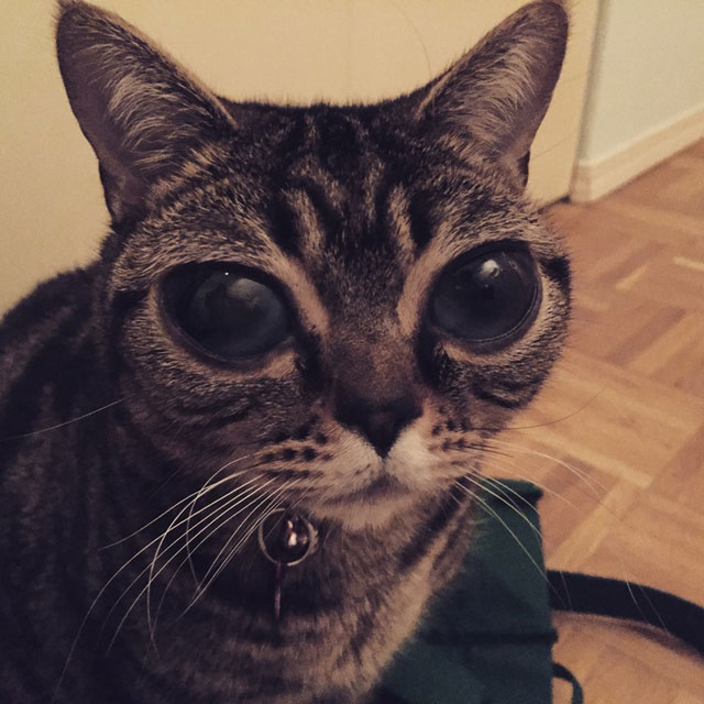This Cat has the Biggest Eyes I Have Ever Seen (11 Photos) » TwistedSifter