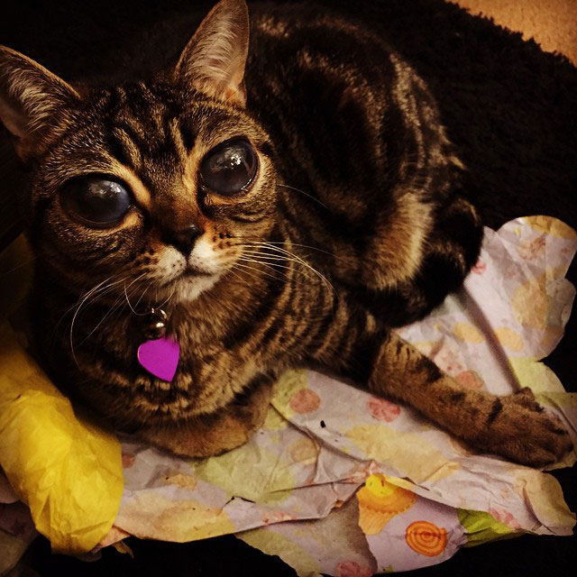 This Cat has the Biggest Eyes I Have Ever Seen (11 Photos) » TwistedSifter