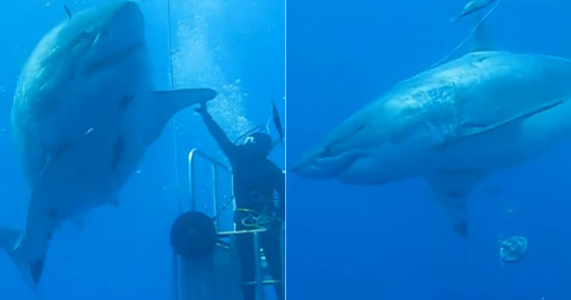 deep blue one of the largest great white sharks ever filmed » TwistedSifter