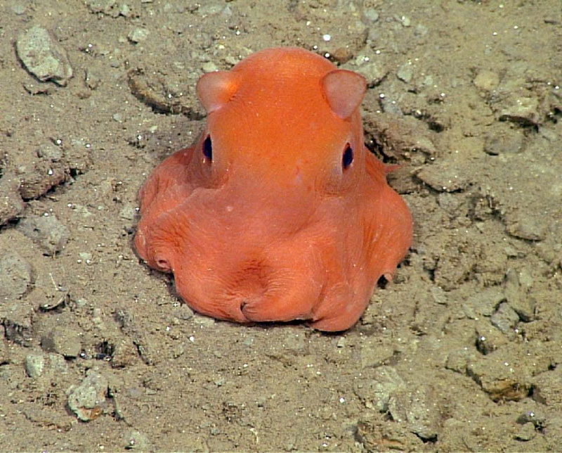 Scientists Want To Call This Unnamed Octopus Species ‘Adorabilis ...