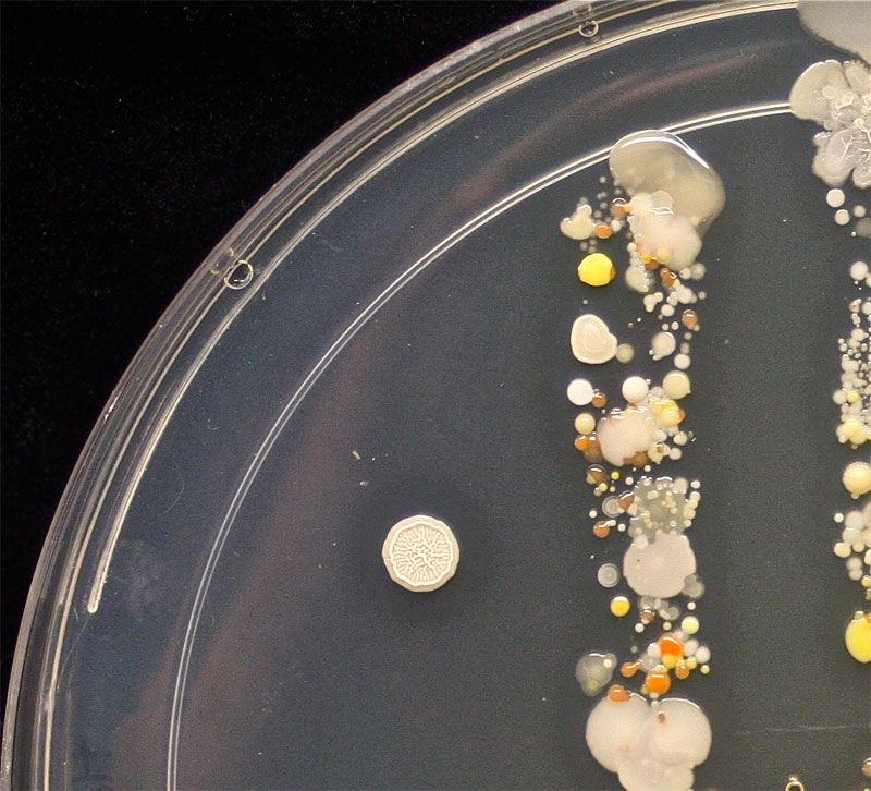 Microbiologist Takes Handprint of Her Son After Playing Outside and ...