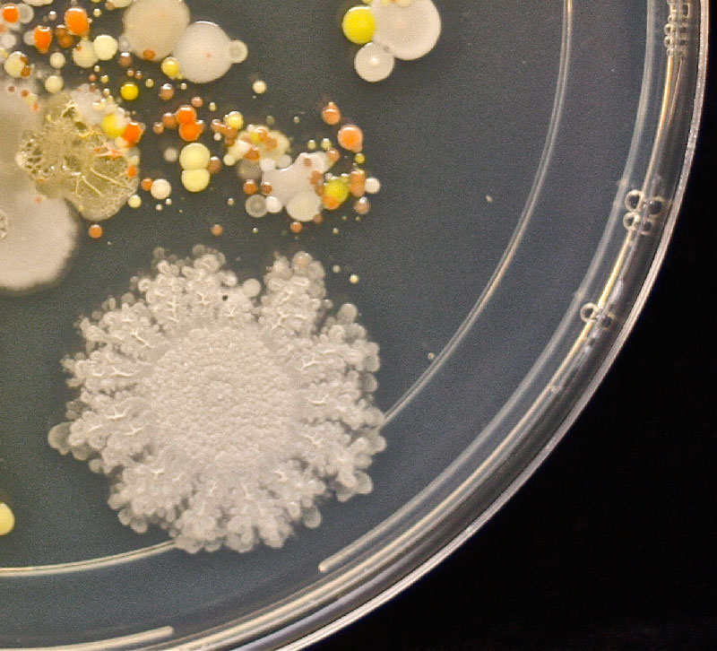 Microbiologist Takes Handprint of Her Son After Playing Outside and ...