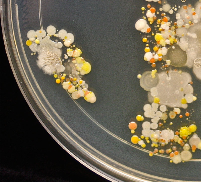 Microbiologist Takes Handprint of Her Son After Playing Outside and ...