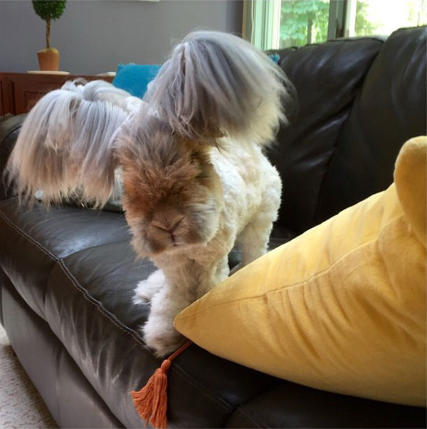 Wally the Rabbit has the Best Ears Ever (10 Photos) » TwistedSifter